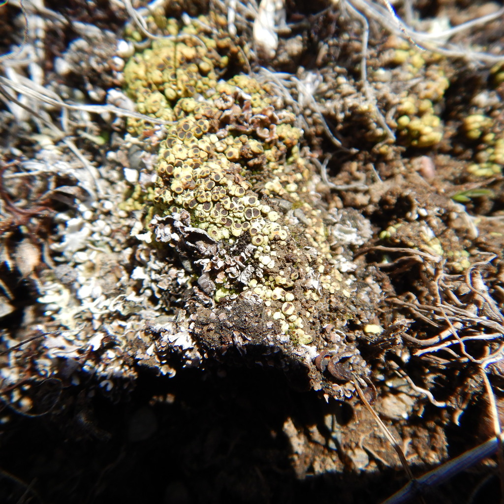 Soil Paint Lichen from Yukon, Canada on May 3, 2023 at 02:03 PM by ...