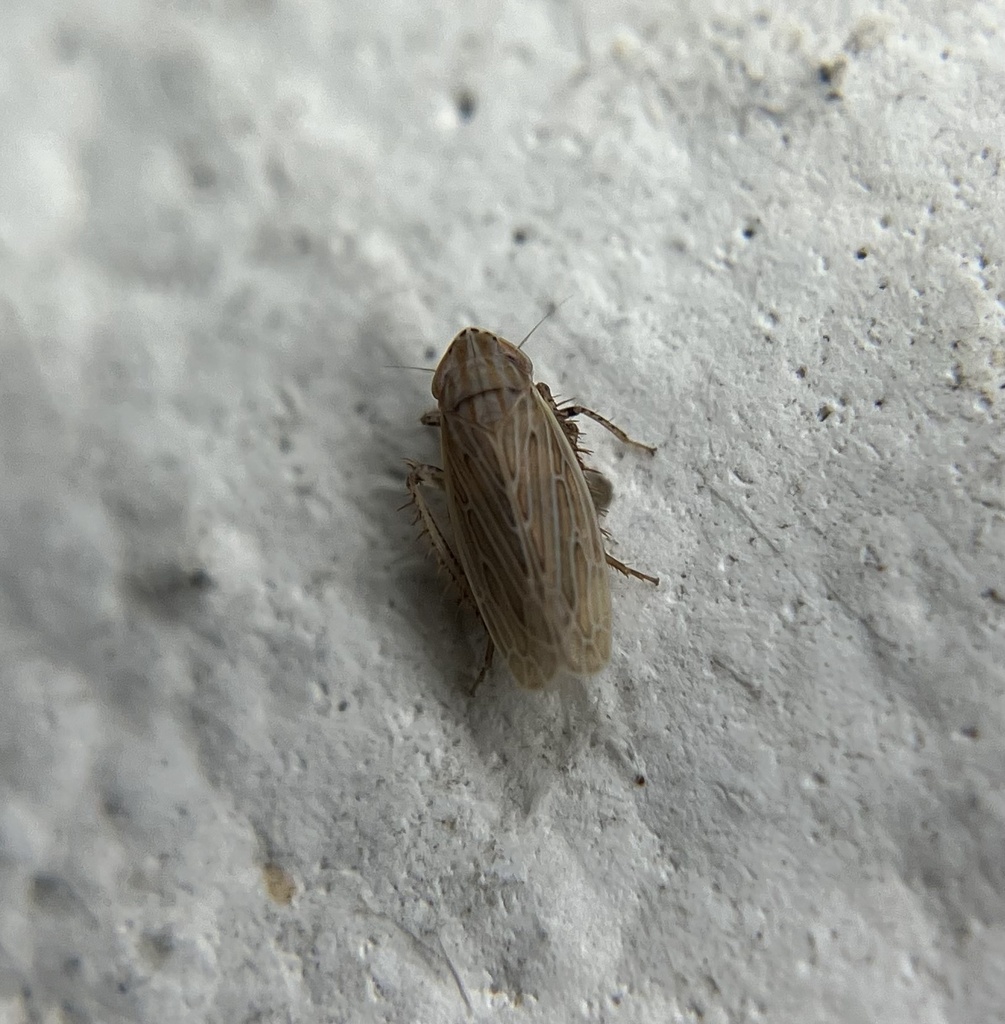 Maiestas tareni from Road Number 11, Secunderabad, TG, IN on May 4 ...