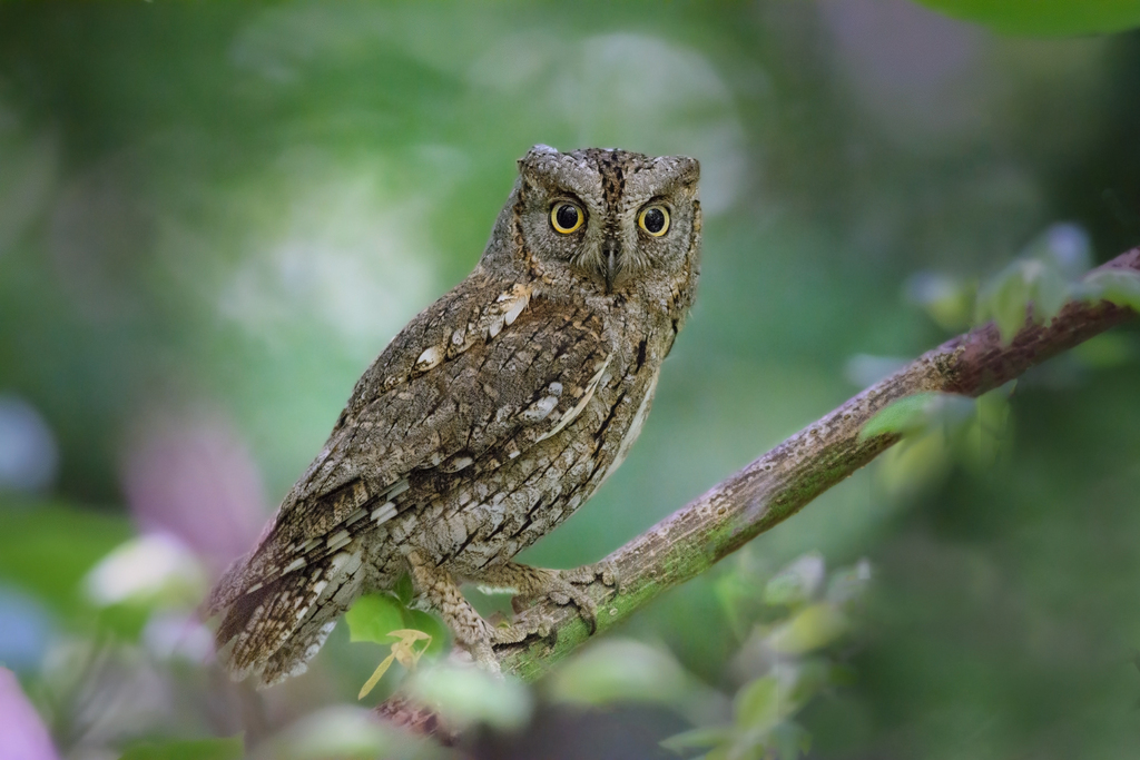 Eurasian Scops-Owl in May 2023 by Светлана Медведева · iNaturalist
