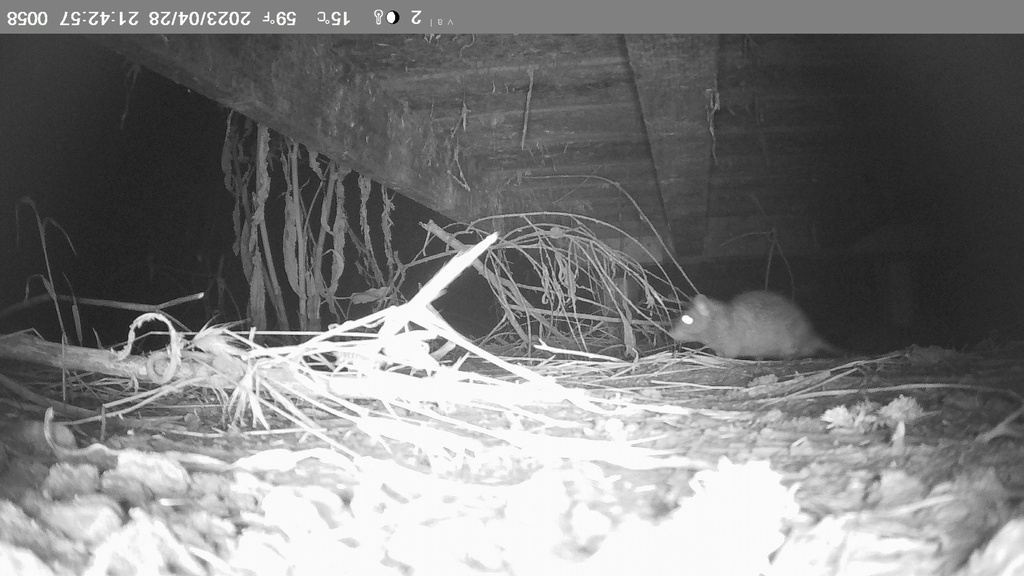 Black Rat from Tijuana River Valley Regional Park; San Diego ...