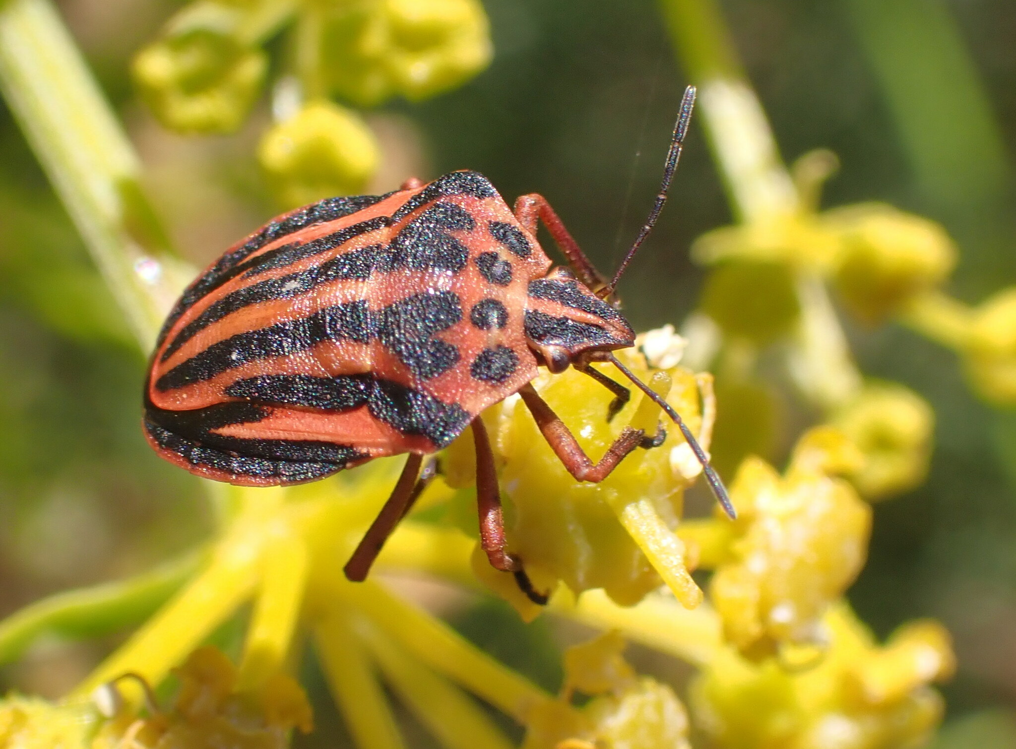 Graphosoma semipunctatum (Fabricius, 1775)