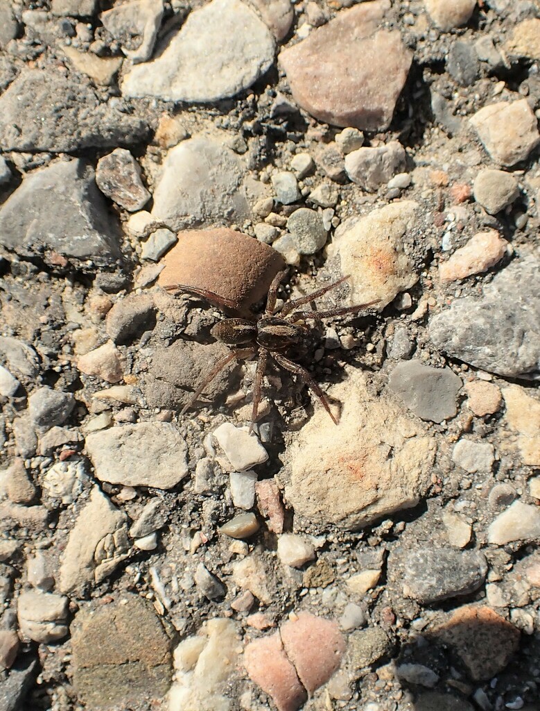 Trochosa from Northeast Calgary, Calgary, AB, Canada on April 30, 2023 ...