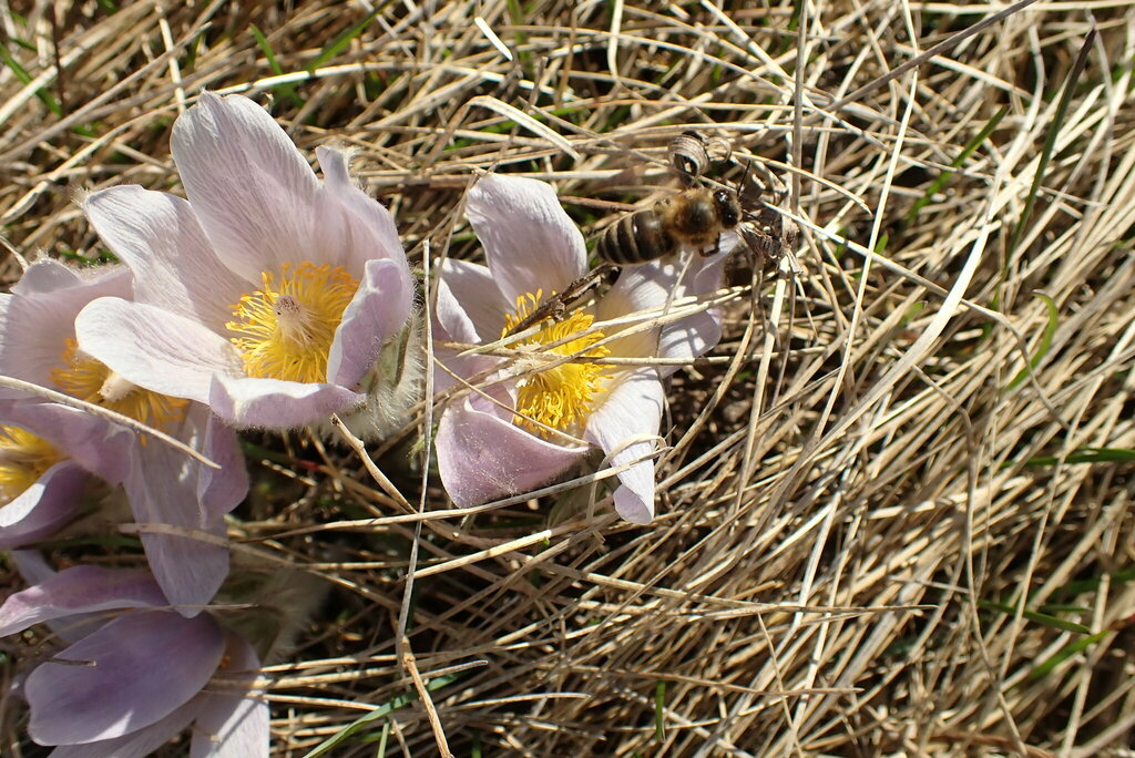 Western Honey Bee from Northeast Calgary, Calgary, AB, Canada on April ...