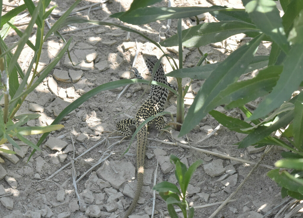 Common Checkered Whiptail from Brewster County, TX, USA on May 02, 2023 ...