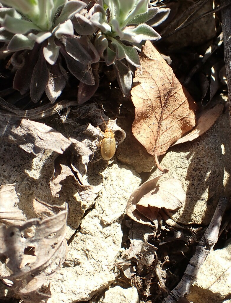 Beetles from Northeast Calgary, Calgary, AB, Canada on April 30, 2023 ...