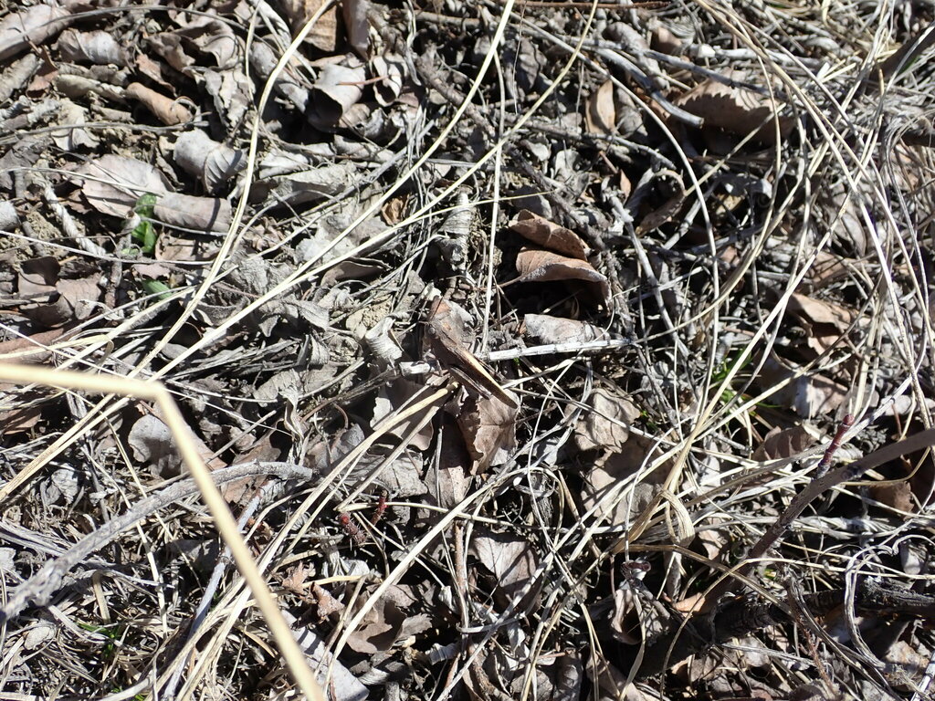 Speckle-winged Rangeland Grasshopper from Northeast Calgary, Calgary ...