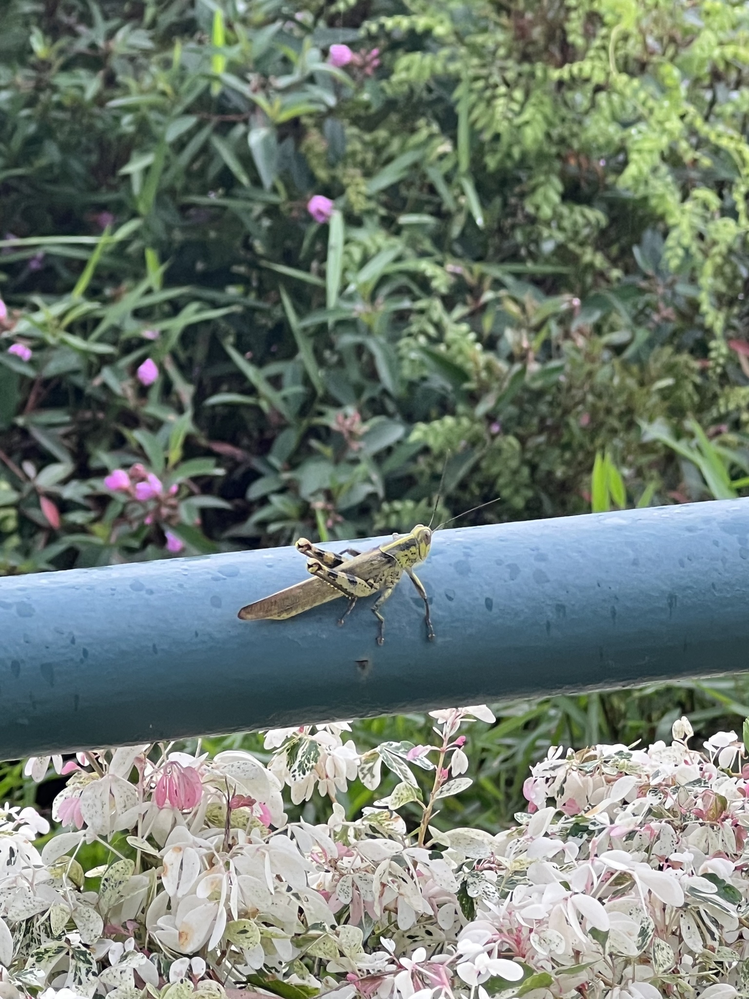 Valanga nigricornis (Burmeister, 1838)