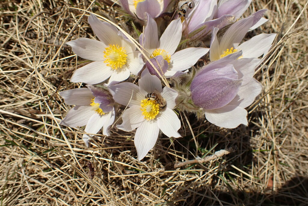 Western Honey Bee from Northwest Calgary, Calgary, AB, Canada on April ...