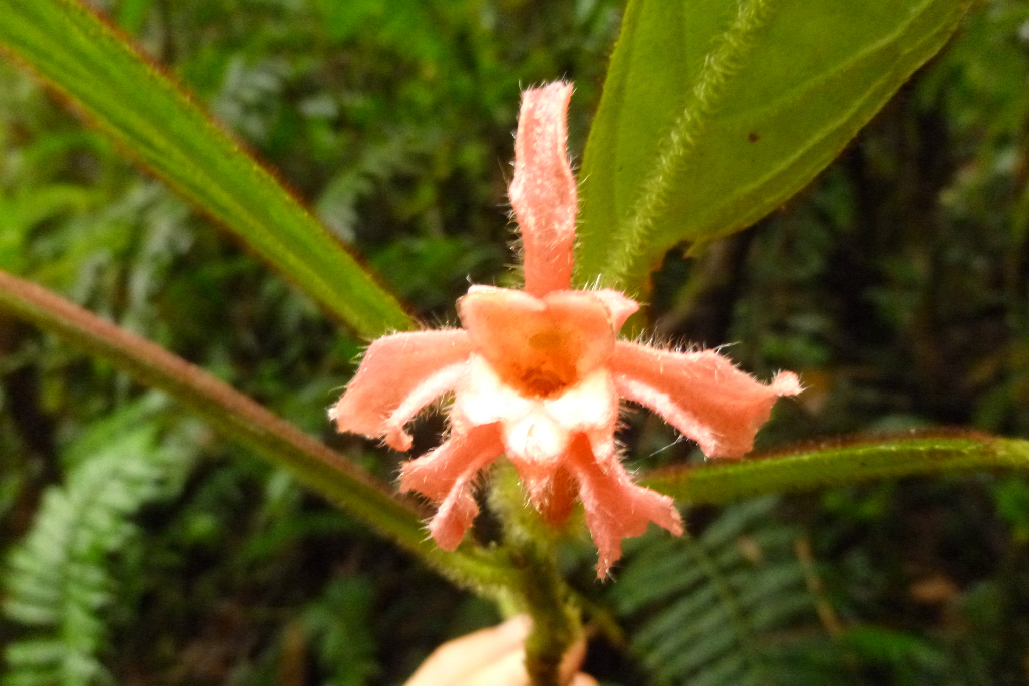 Columnea coronata M.Amaya, L.E.Skog & L.P.Kvist