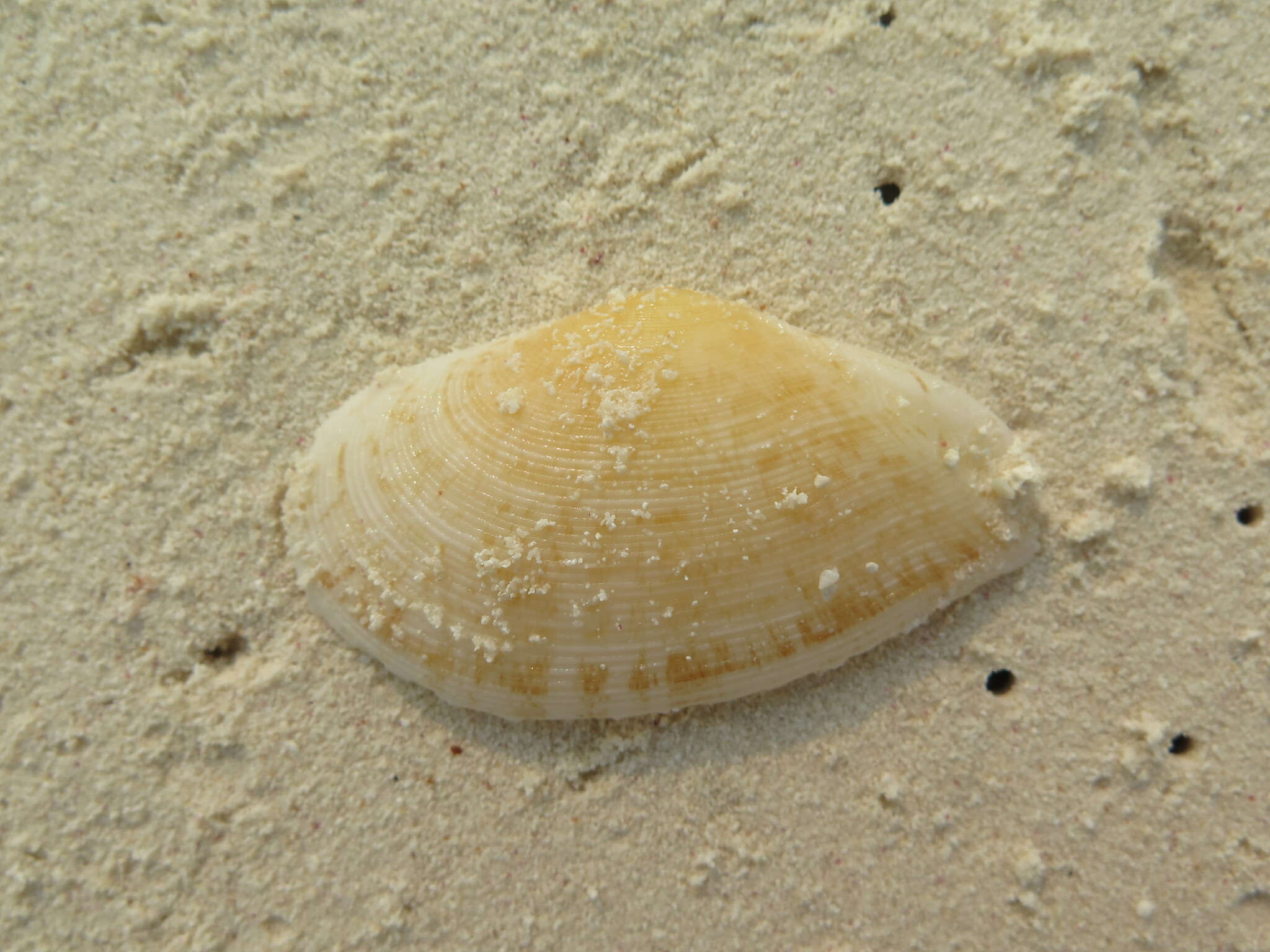 Tellinella listeri (Röding, 1798)