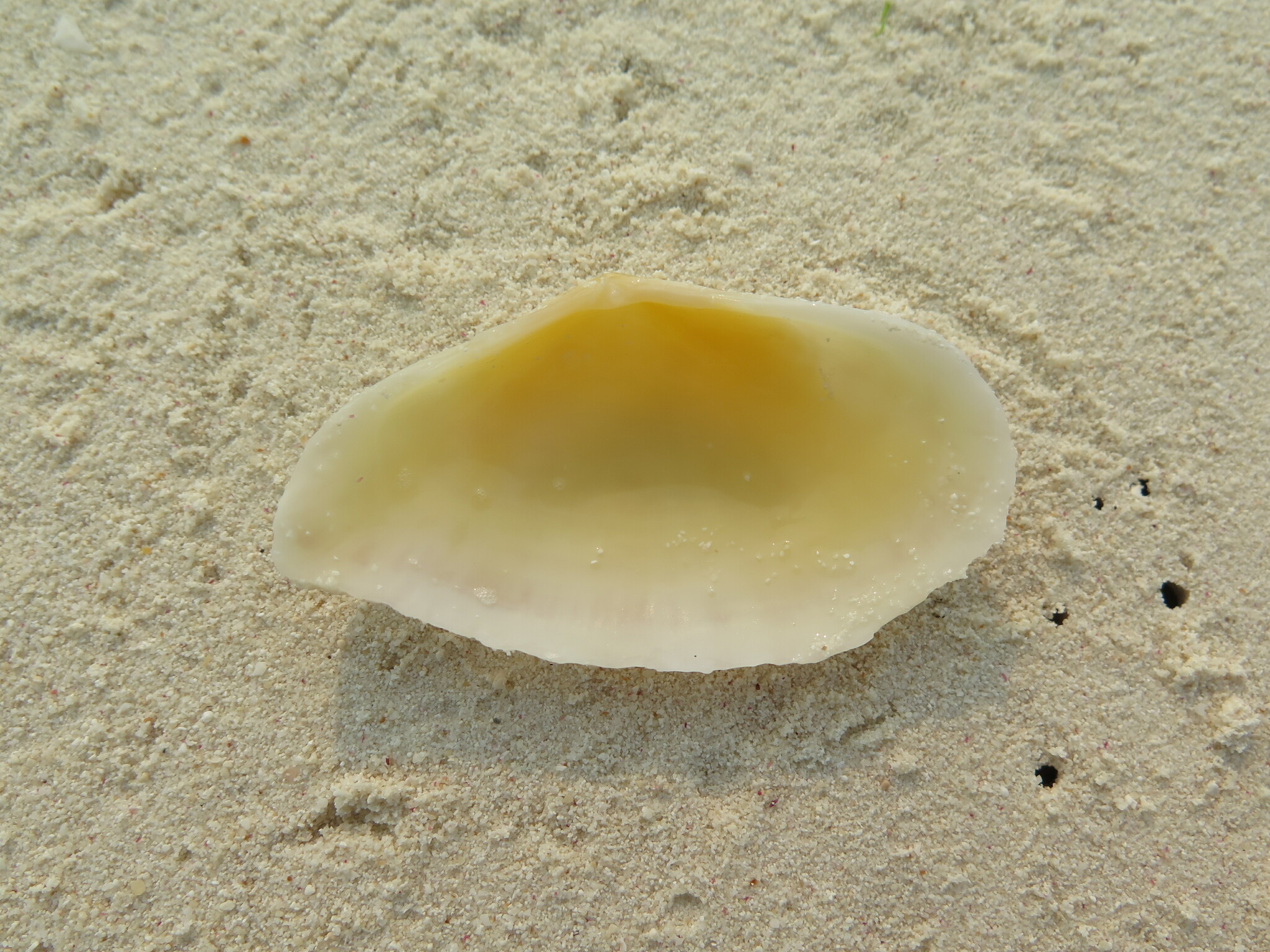 Tellinella listeri (Röding, 1798)