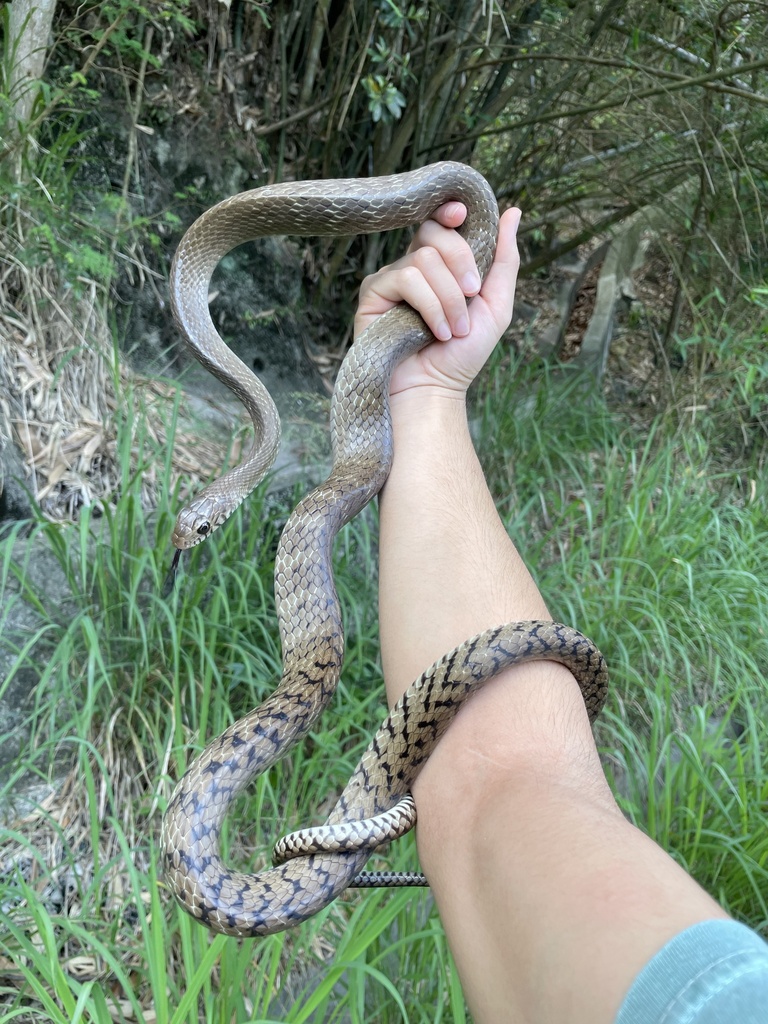 Oriental Rat Snake in May 2023 by alexericsonlee · iNaturalist