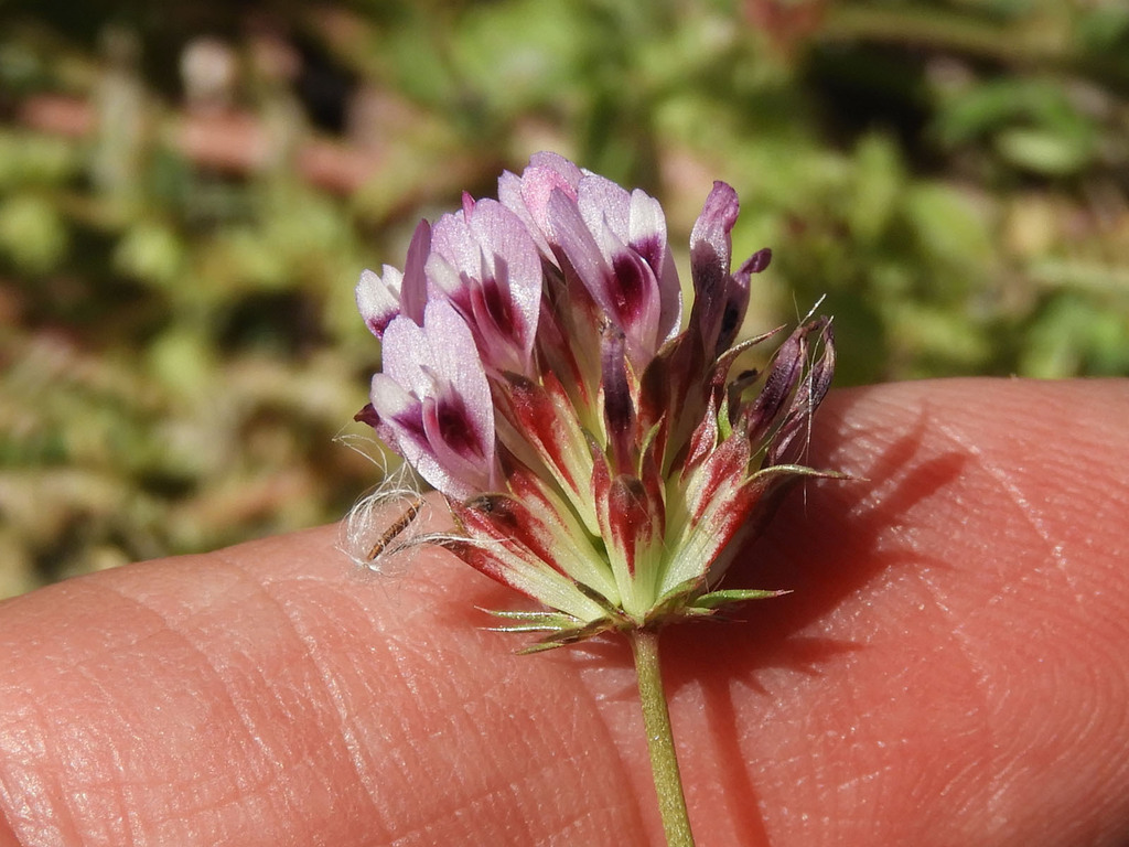 tomcat clover from Organ Pipe Cactus National Monument, Pima Co ...