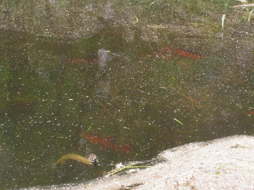 Rudd from Dawes County, NE, USA on June 17, 2022 by Mathew L. Brust ...