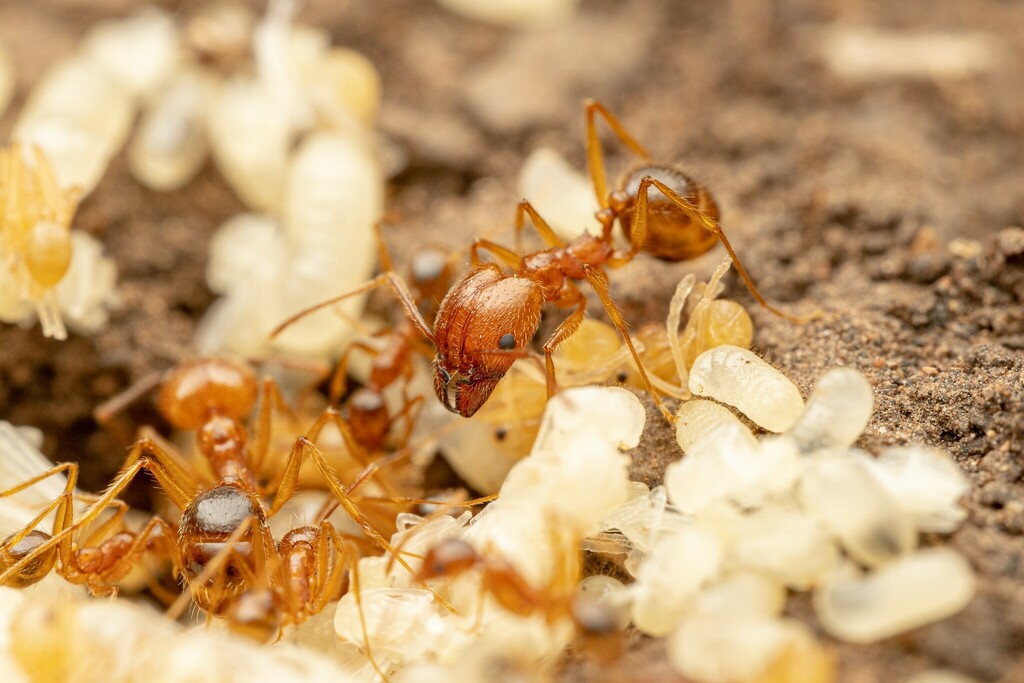 Desert Big-headed Ant from Yavapai County, AZ, USA on May 3, 2023 at 03 ...