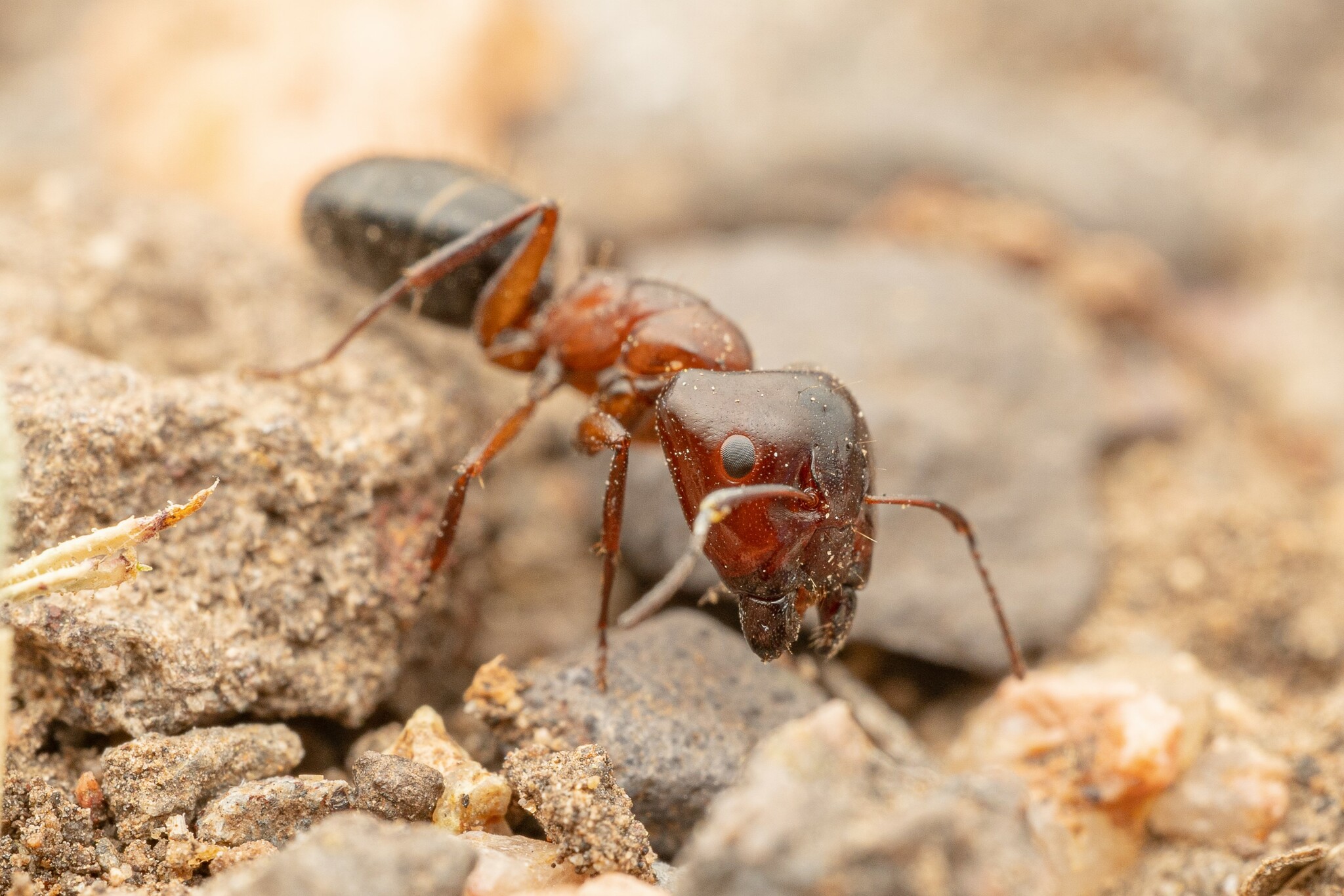 Camponotus hyatti Emery, 1893