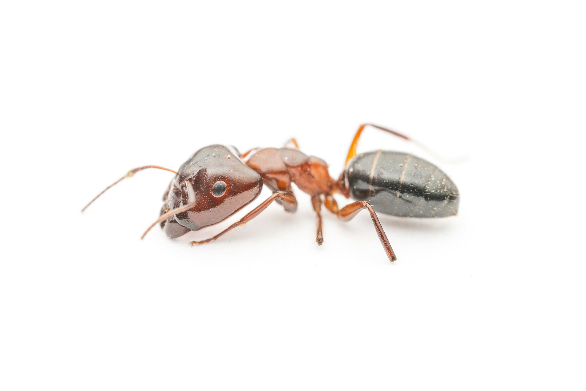 Camponotus hyatti Emery, 1893