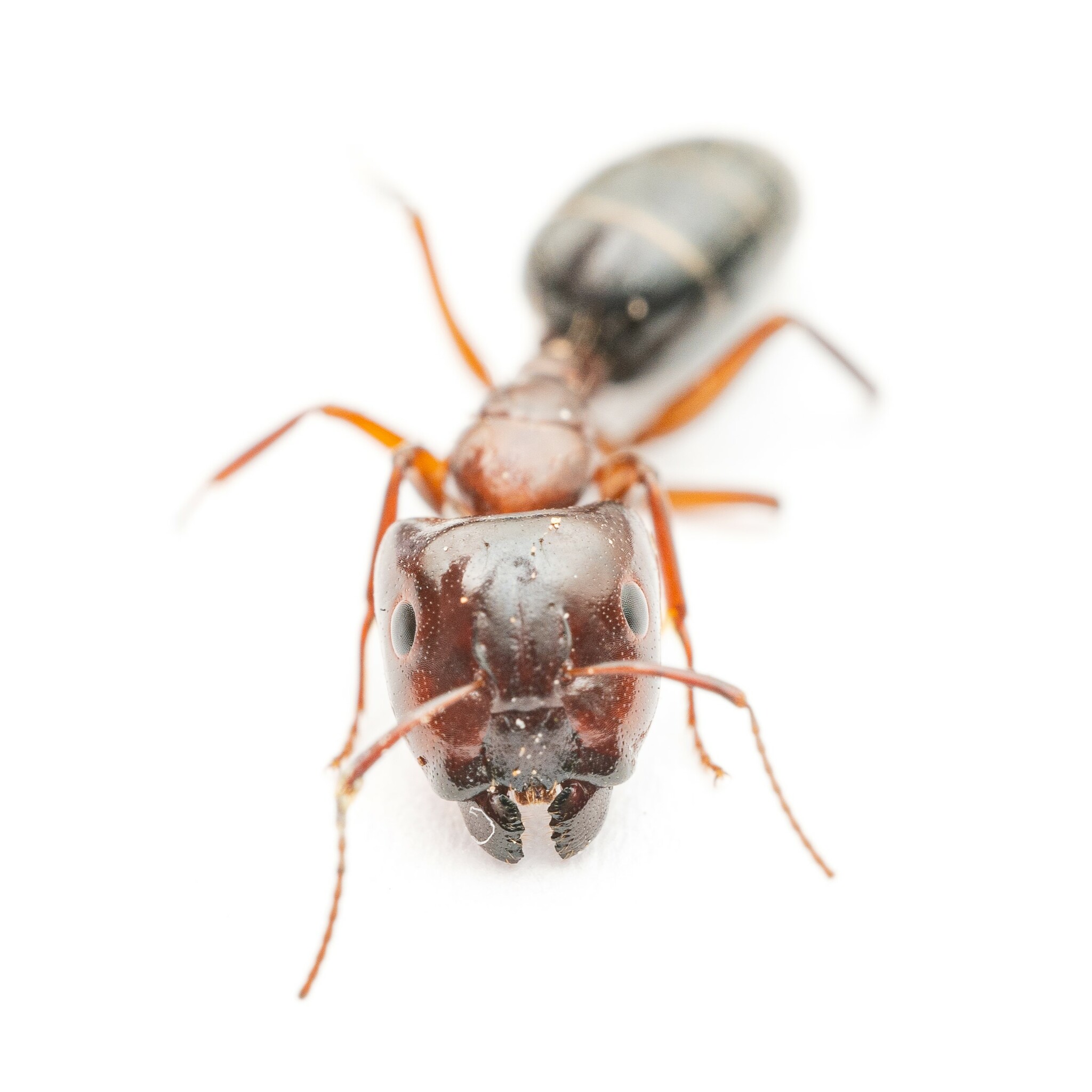 Camponotus hyatti Emery, 1893