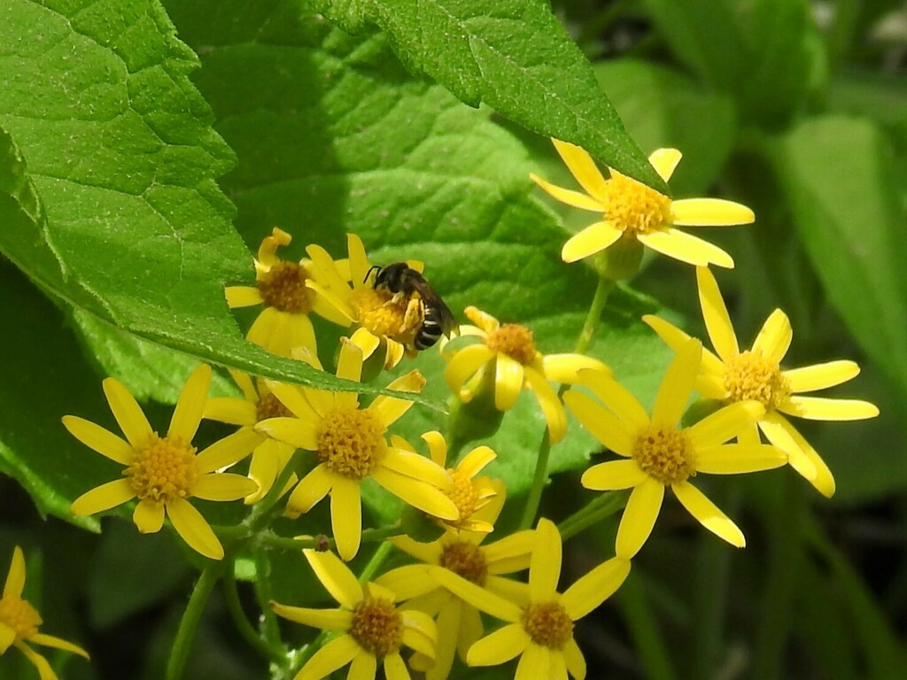 Ligated Furrow Bee from Maplewood, MO, USA on May 04, 2023 at 11:28 AM ...