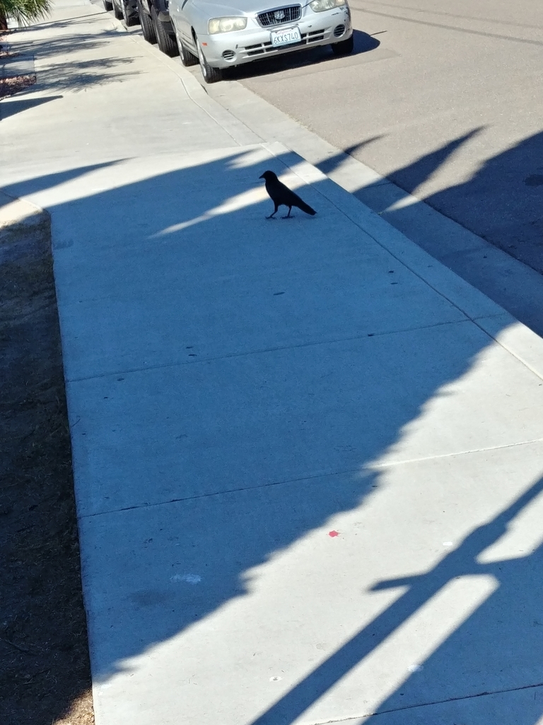 American Crow from 1157 1/2 Twin Oaks Ave, Chula Vista, CA 91911, USA ...