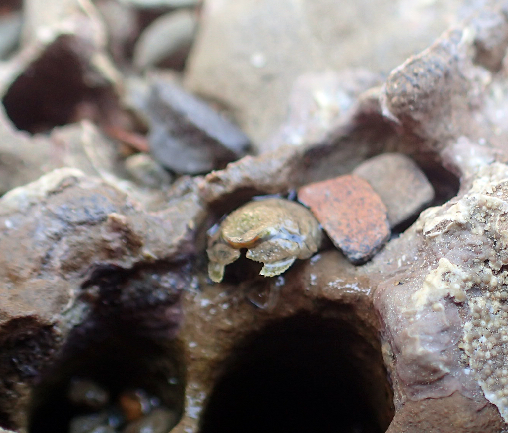 Sphaeroma from 日本、長崎県 on June 24, 2018 at 01:34 PM by kuroshio ...