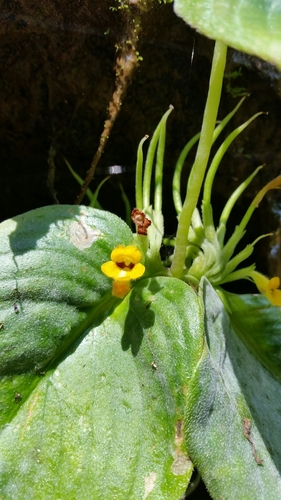 Microchirita bimaculata · iNaturalist