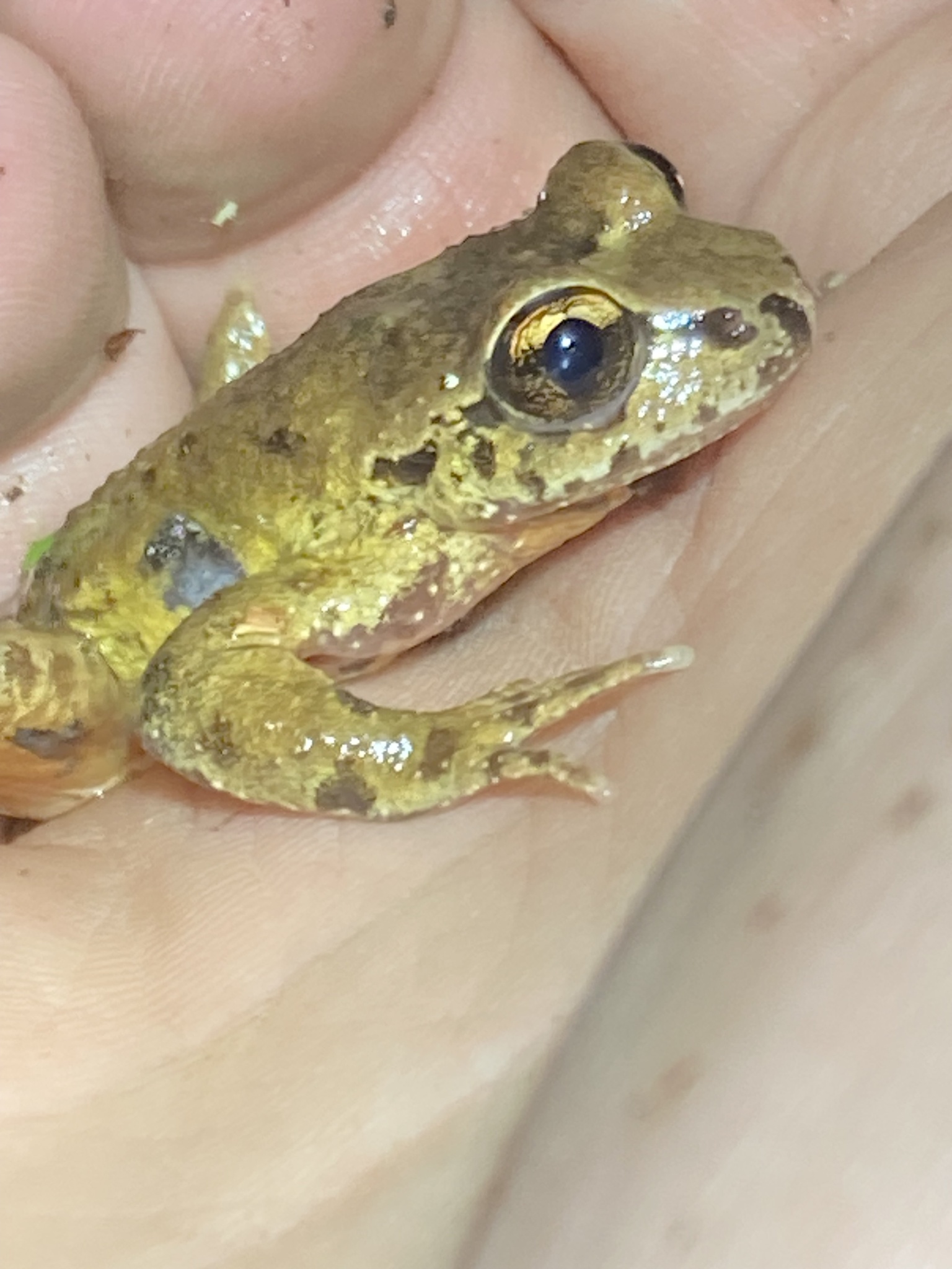 Ascaphus truei Stejneger, 1899