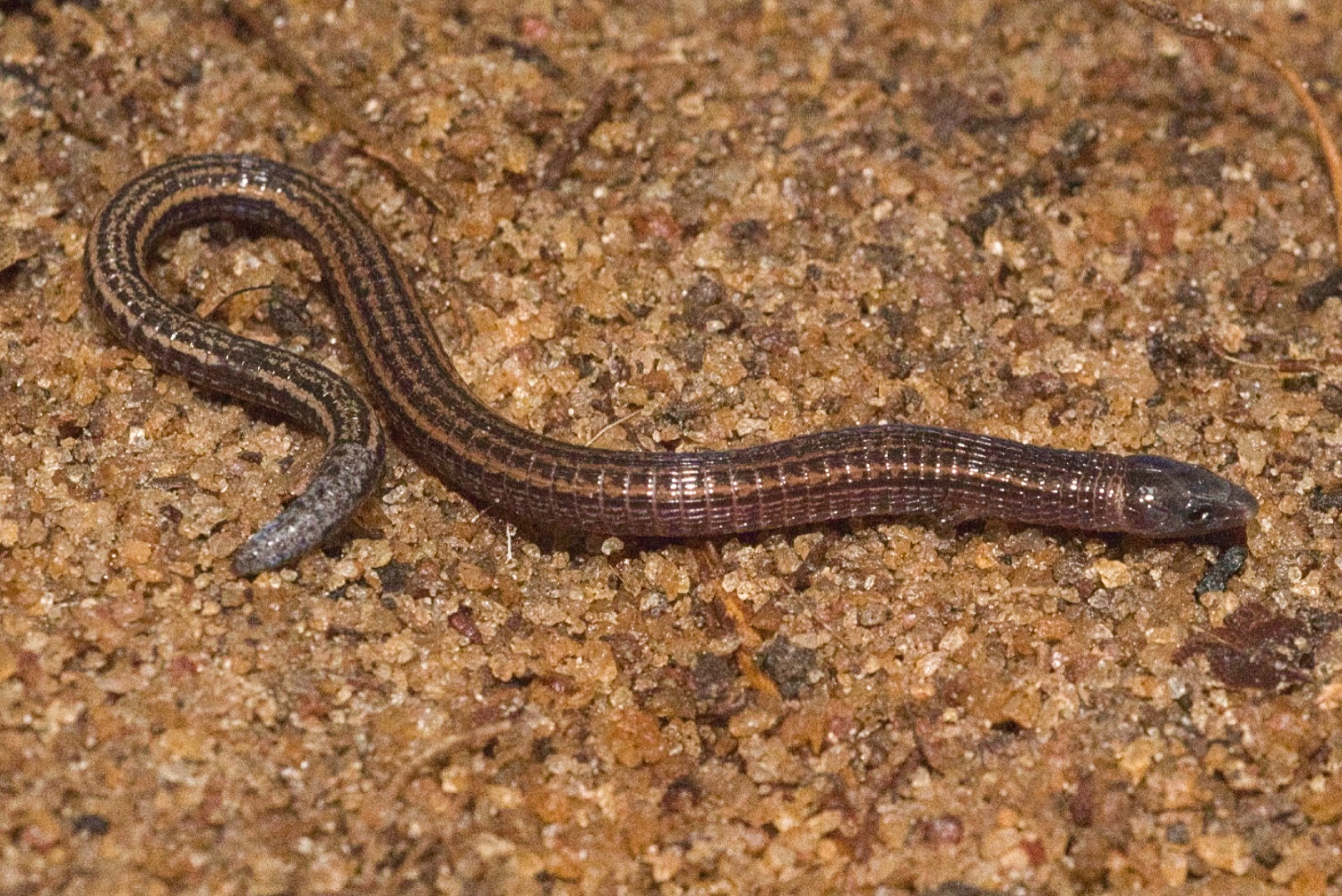 Bachia flavescens (Bonnaterre, 1789)