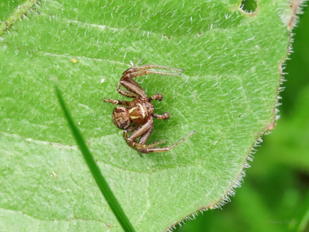Common Crab Spider from Cornwall, England, GB on May 02, 2023 at 12:38 ...