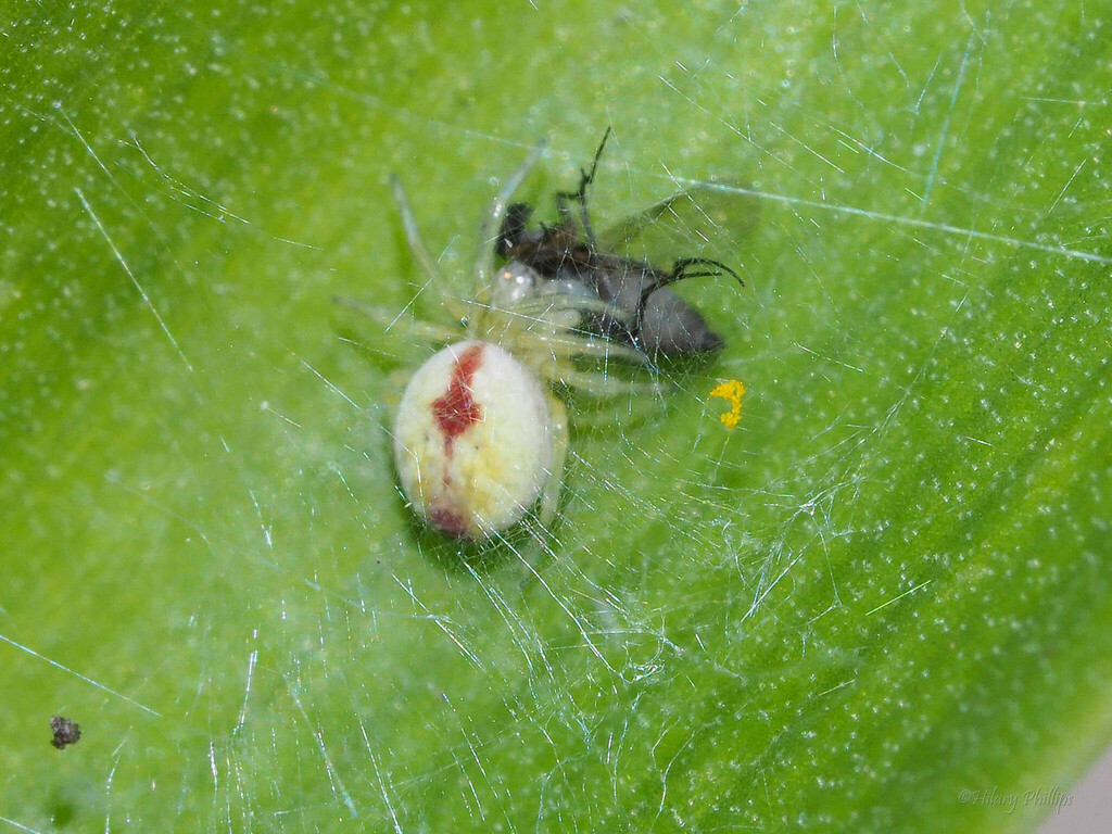 Nigma puella from Cornwall, England, GB on May 02, 2023 at 06:01 PM by ...