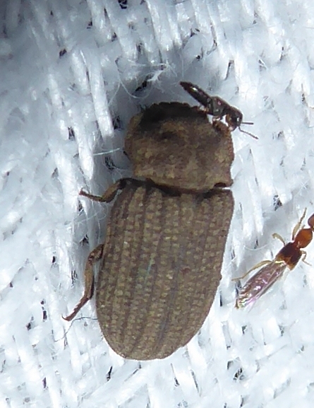 Tribolium castaneum (Herbst, 1797)