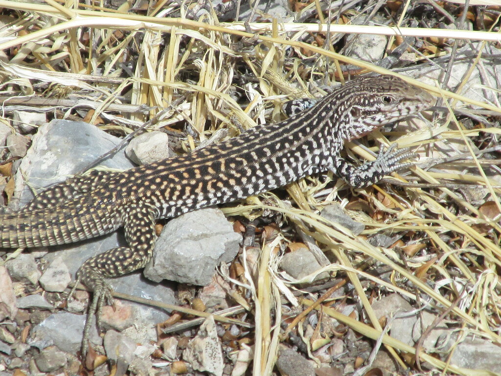 Common Checkered Whiptail from López, Chih., México on April 29, 2023 ...