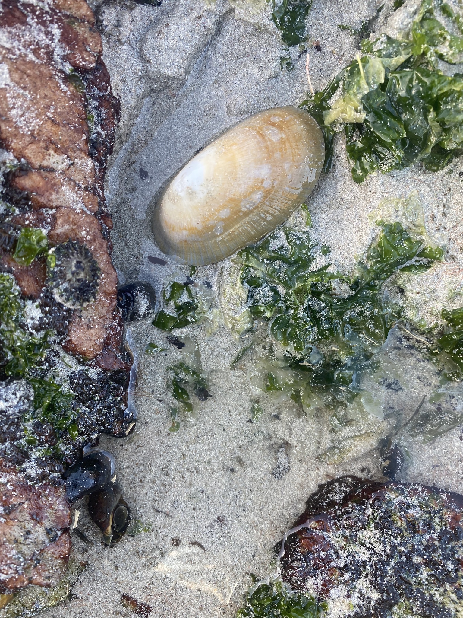 Cymbula compressa (Linnaeus, 1758)