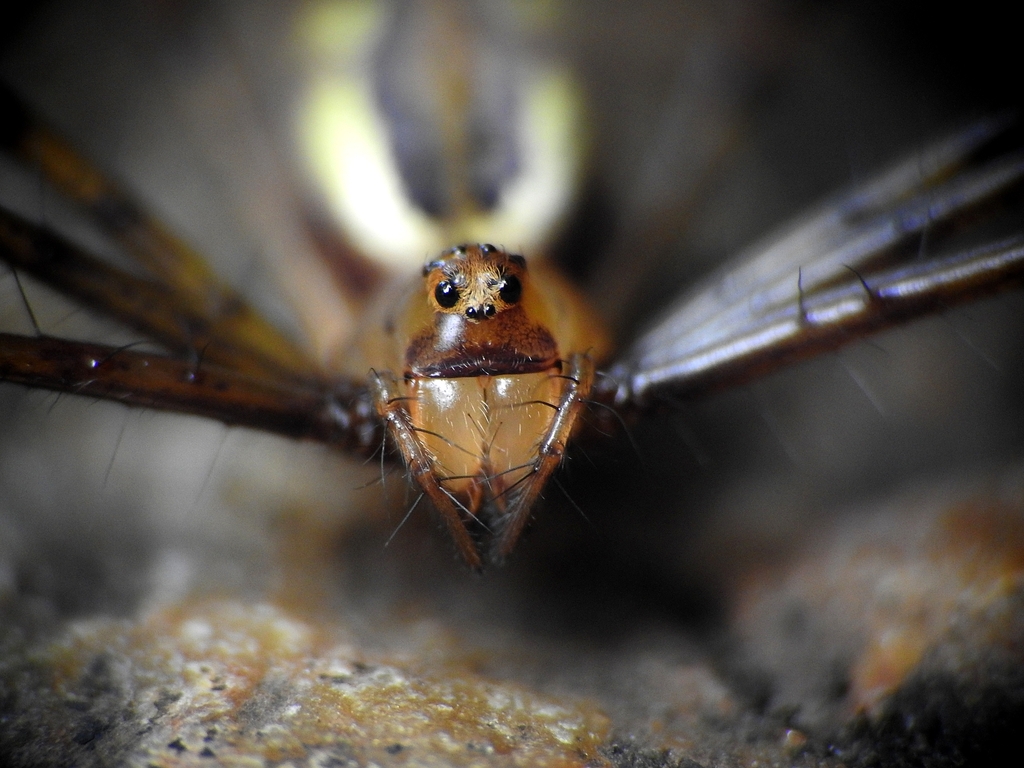 Tapinillus from Jacobina - BA, Brasil on April 7, 2023 at 01:56 PM by ...