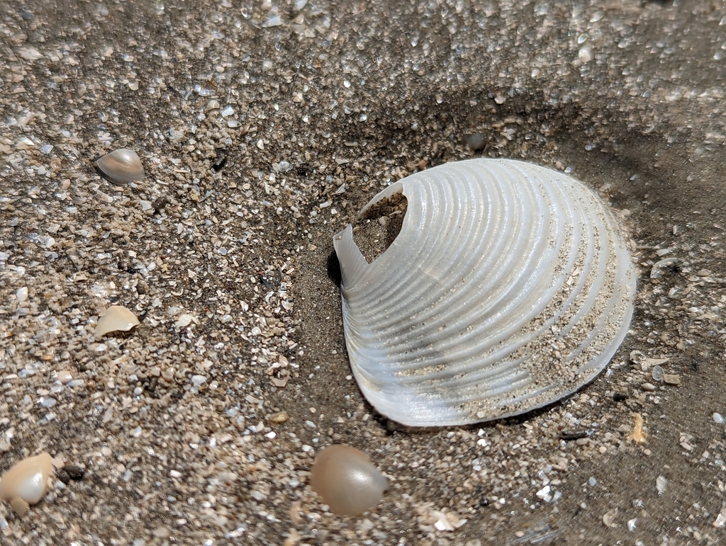 Channeled Duck Clam from Galveston, TX 77550, USA on April 30, 2023 at ...