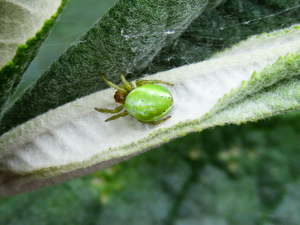 Cucumber Spiders from Cornwall, England, GB on April 28, 2023 at 12:28 ...