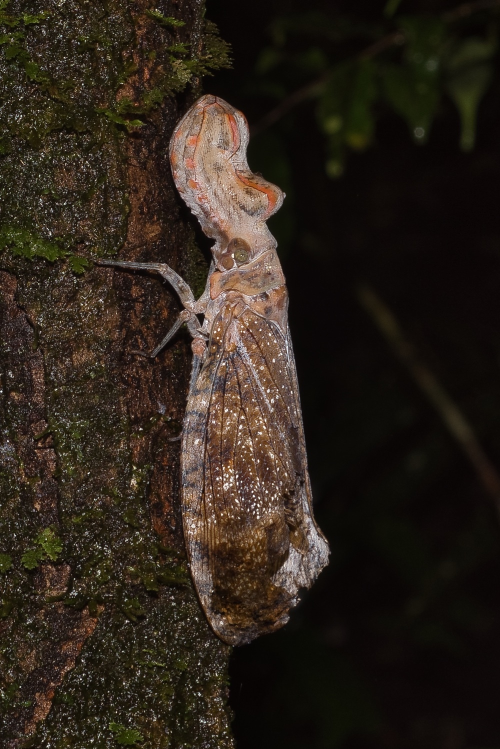 Fulgora laternaria (Linnaeus, 1758)