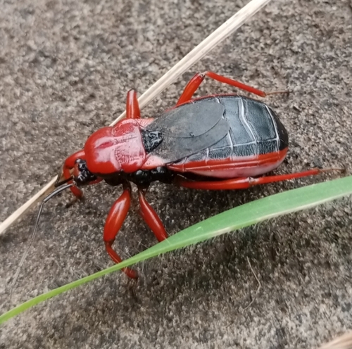 Observations by emmanuelbe · iNaturalist