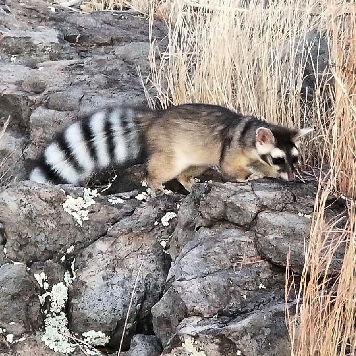 Ringtail from Coconino County, AZ, USA on October 18, 2017 at 05:21 AM ...