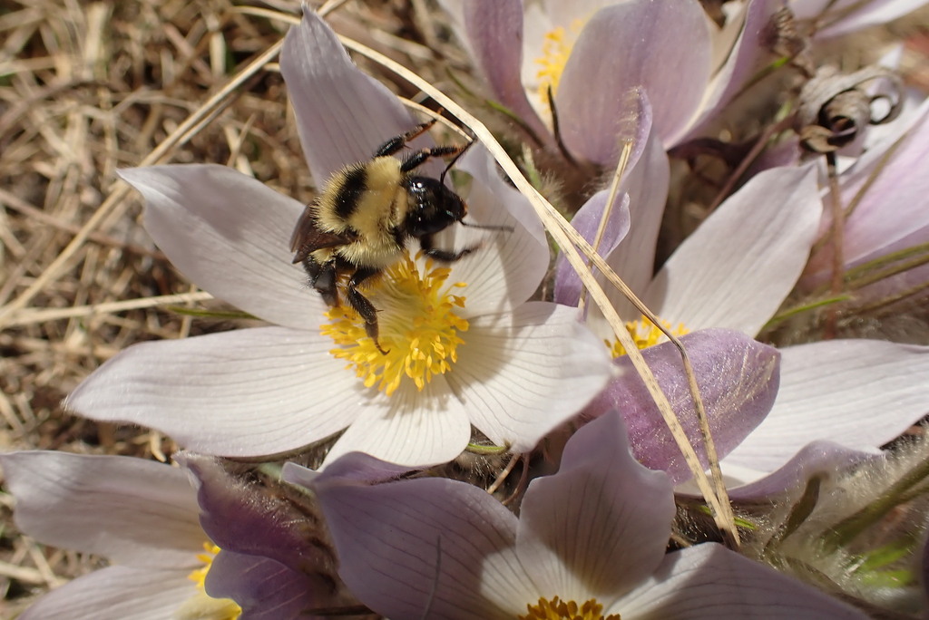 Bumble Bees from Northwest Calgary, Calgary, AB, Canada on April 30 ...