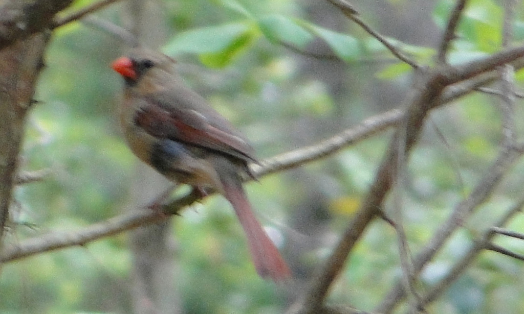 Northern Cardinal from Henrico County, VA, USA on May 01, 2023 at 04:21 ...