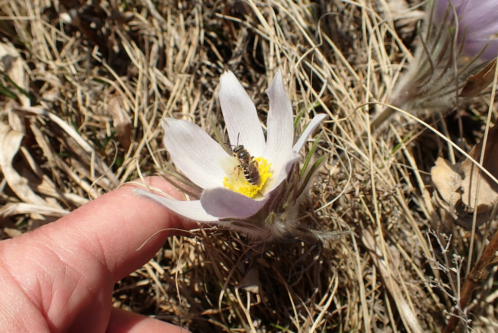 Furrow Bees from Northwest Calgary, Calgary, AB, Canada on April 30 ...