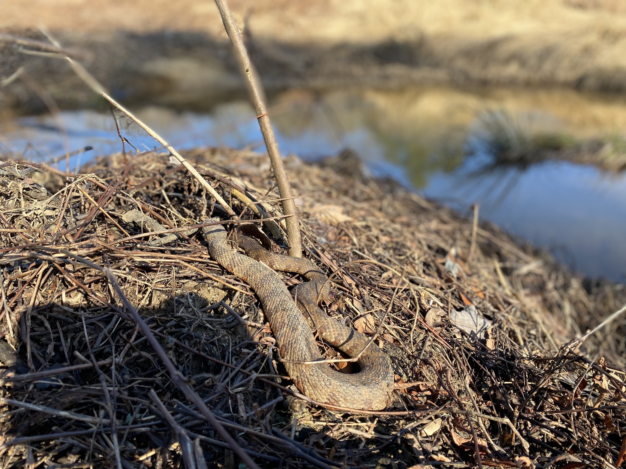 Nerodia sipedon (Linnaeus, 1758)