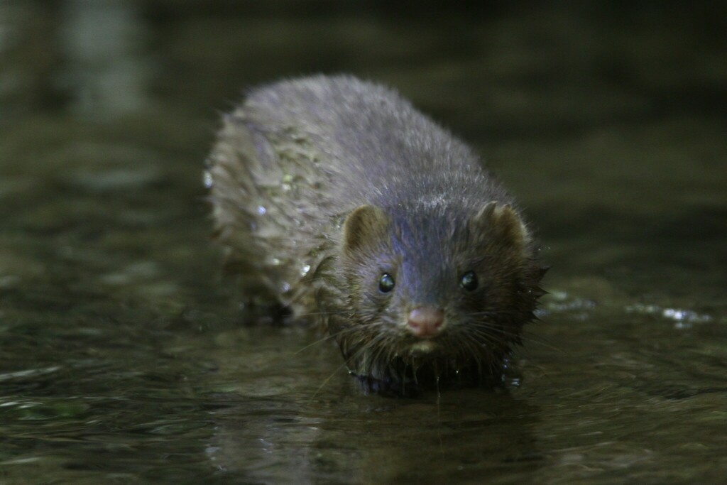 American Mink from Lyndon, KY, USA on May 4, 2023 at 02:36 PM by David ...
