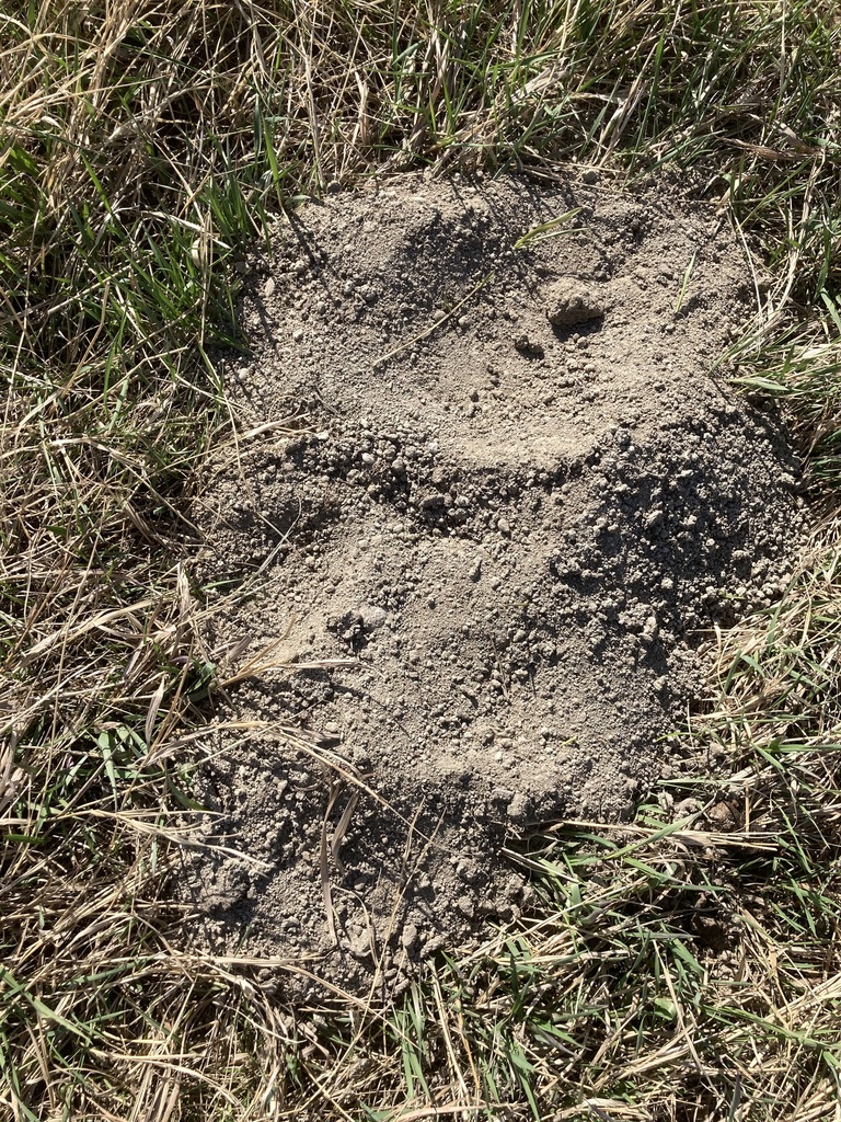 Northern Pocket Gopher from Northwest Calgary, Calgary, AB, Canada on ...