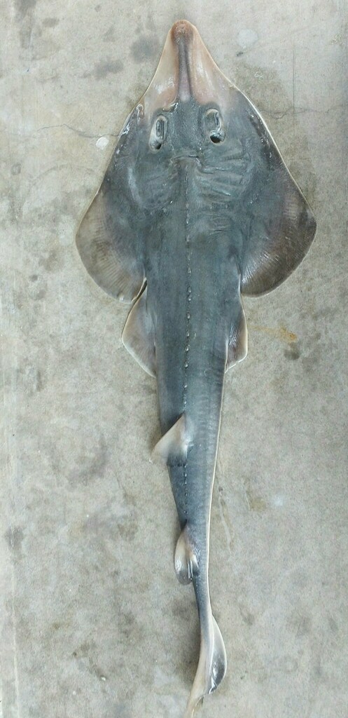Flathead Guitarfish from Puerto Morín, Perú on May 31, 2018 at 03:39 PM ...