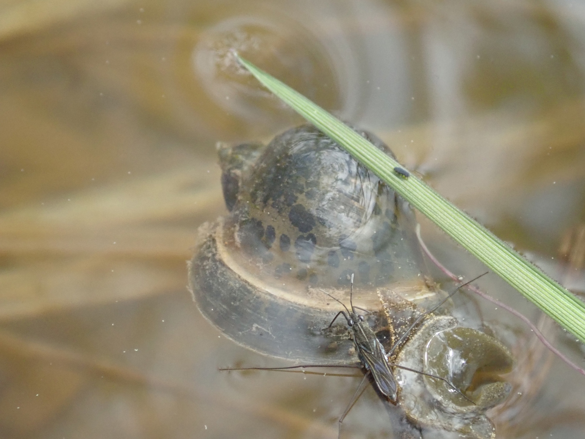Radix auricularia (Linnaeus, 1758)