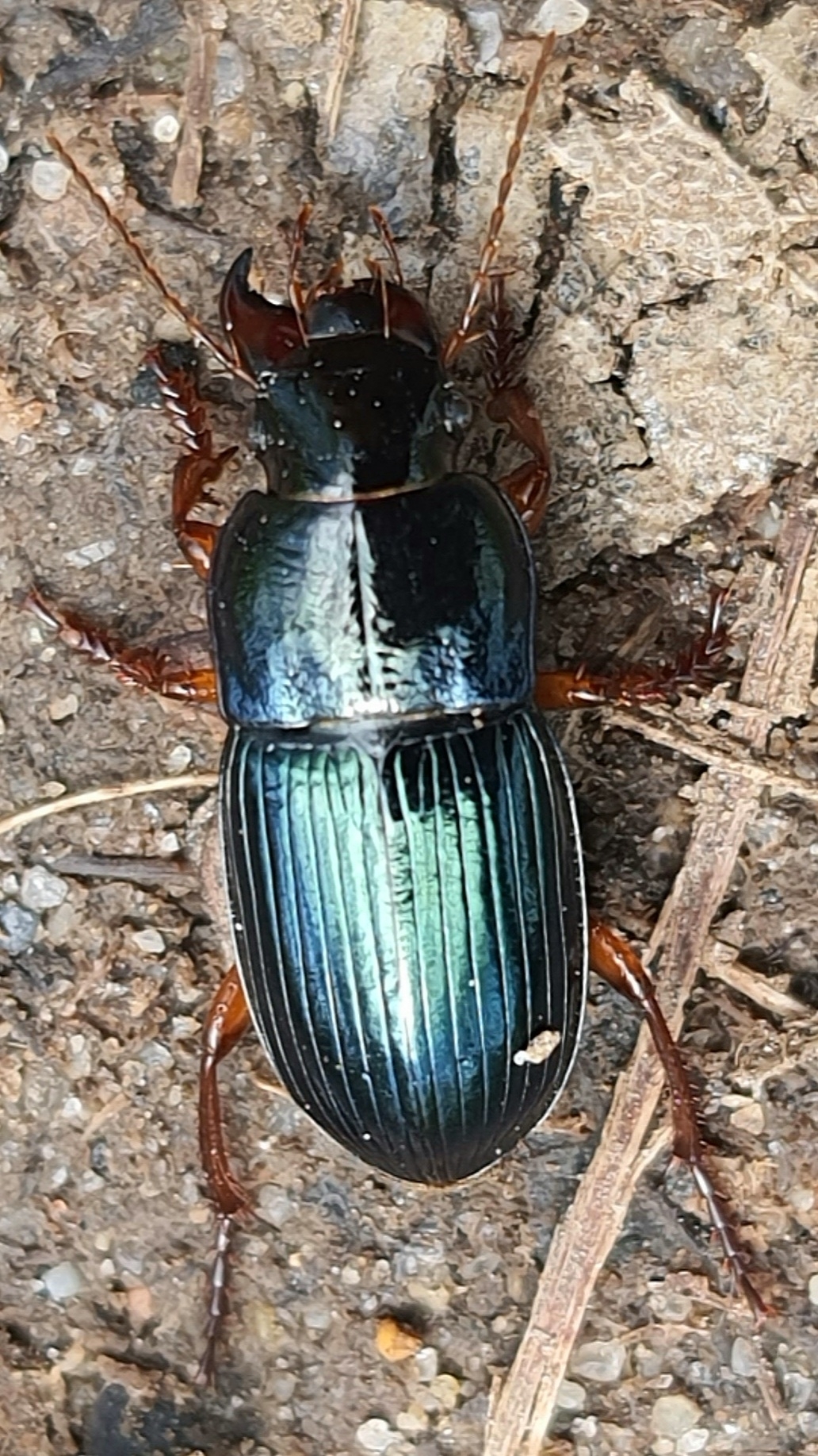 Harpalus rubripes (Duftschmid, 1812)