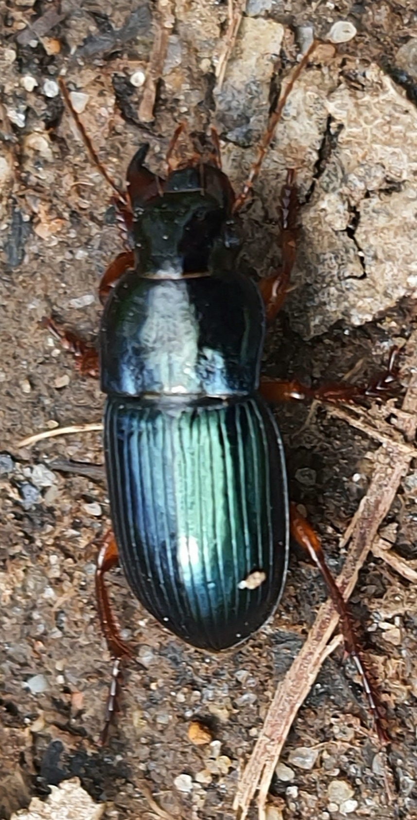 Harpalus rubripes (Duftschmid, 1812)