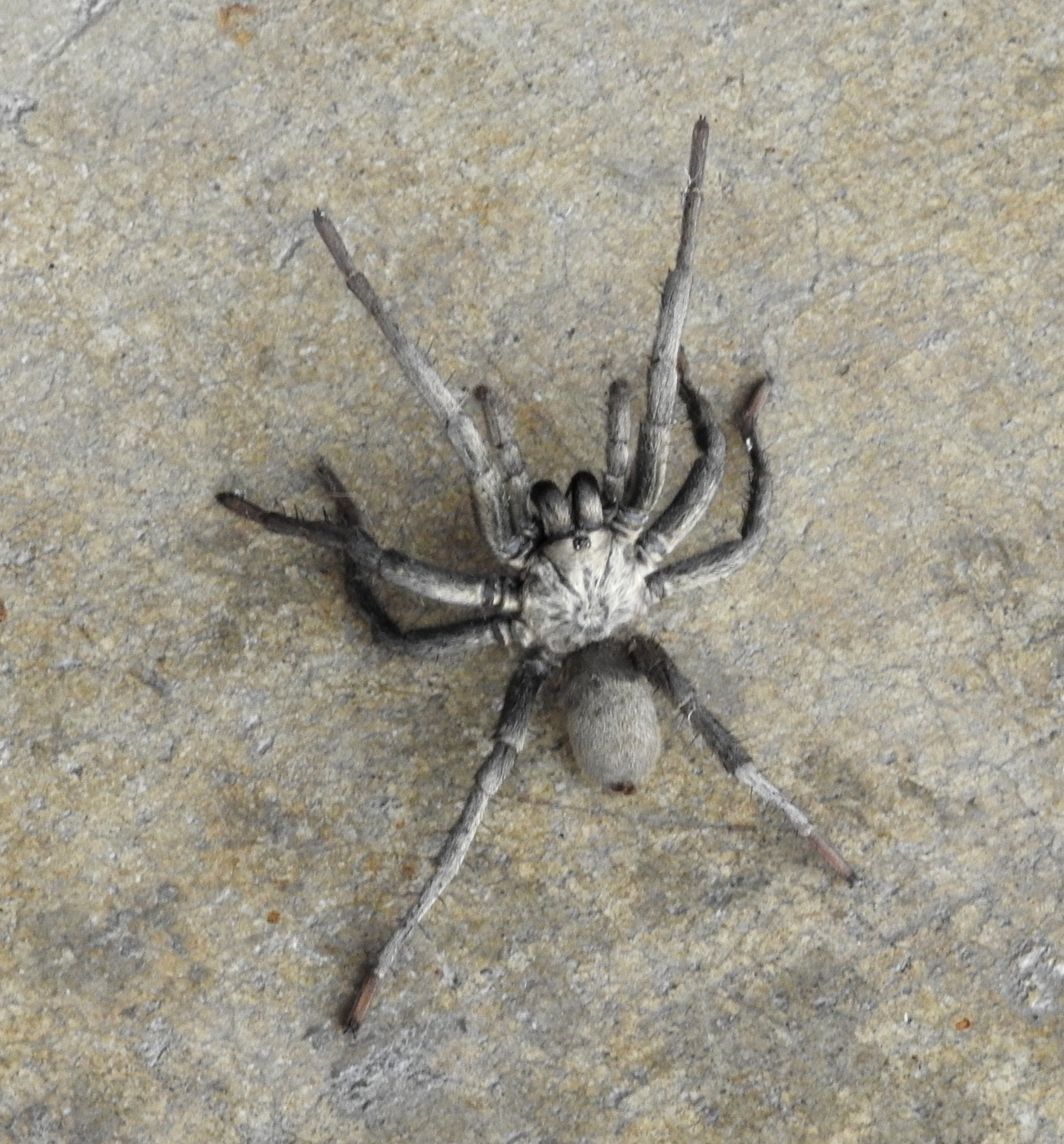 Calisoga longitarsis (Simon, 1891)
